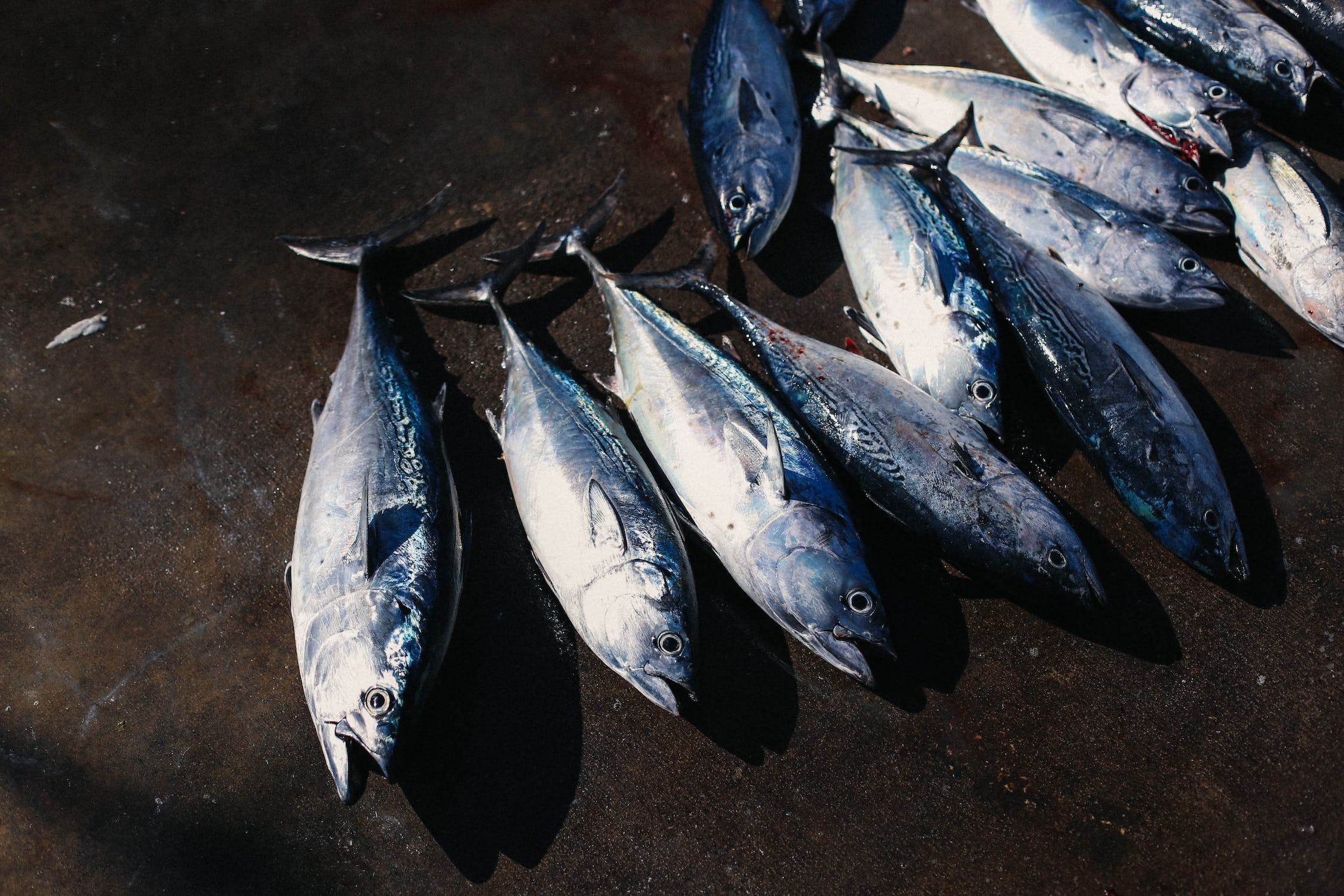 Pesca del tonno in Sicilia, assegnata una quota 295 tonnellate. Secondo ...